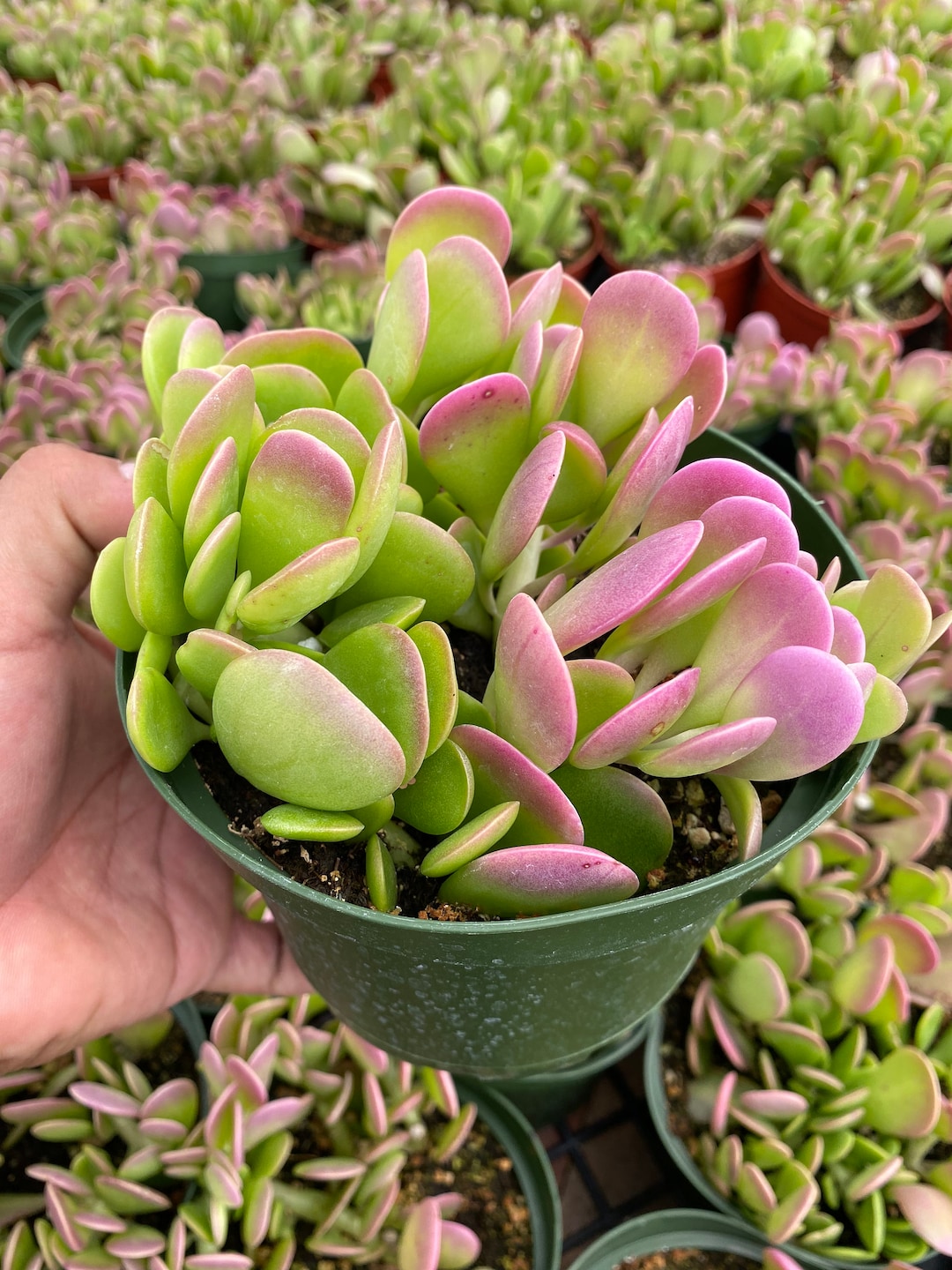 Trailing Jade - Etsy