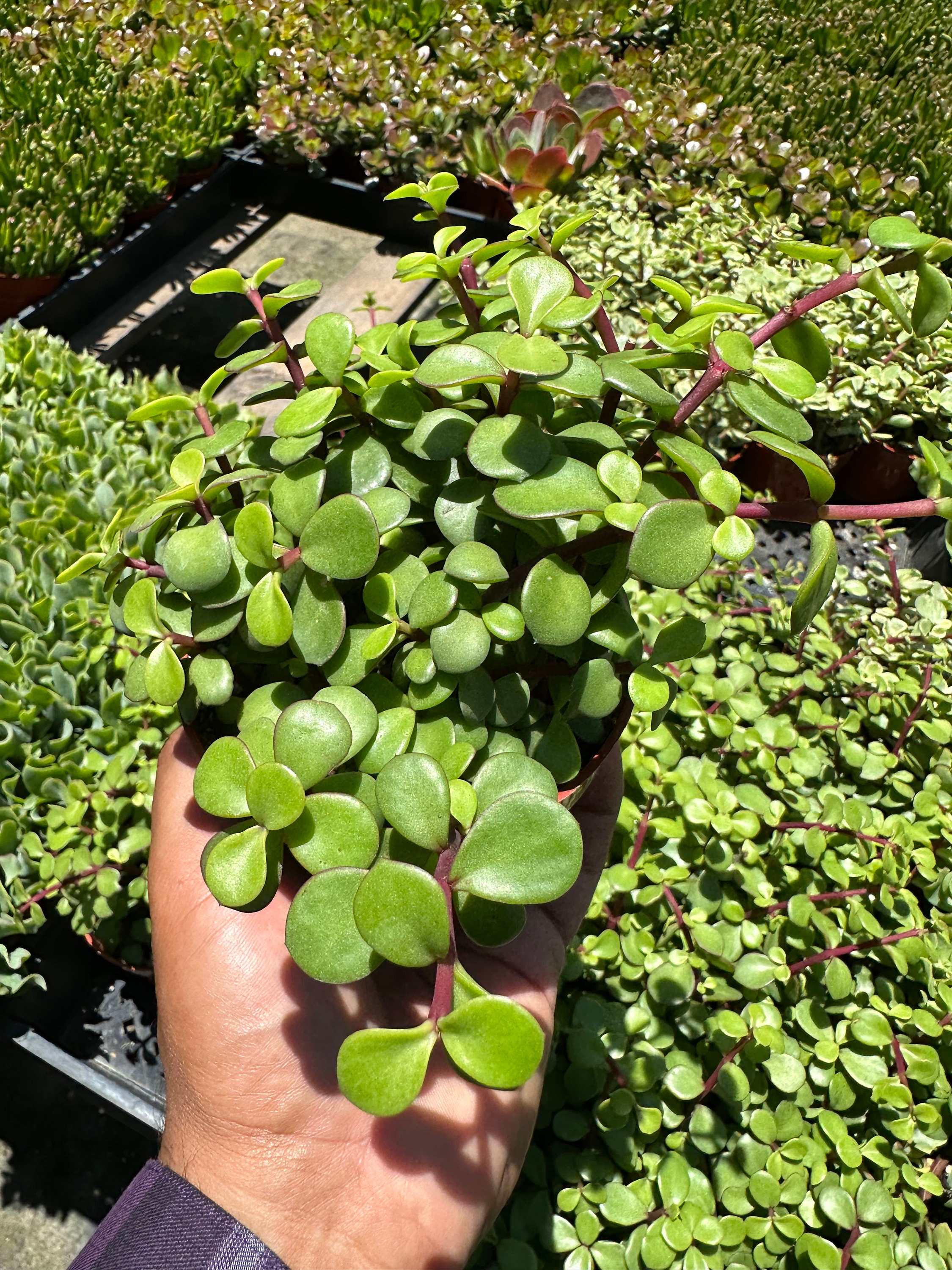 Portulacaria Afra Prostrata “trailing Elephant Bush” - Etsy