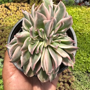 Rare Crested Aeonium 'sunburst' Variegated Succulent - Etsy