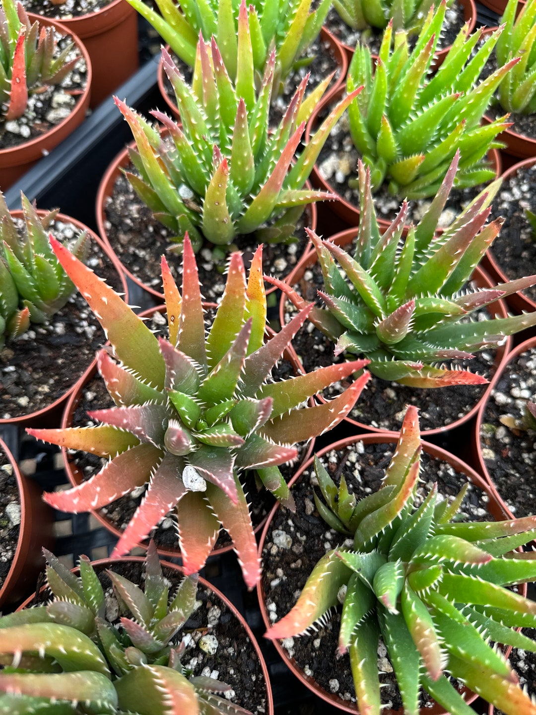 Aloe 'crosby's Prolific' 4” - Etsy