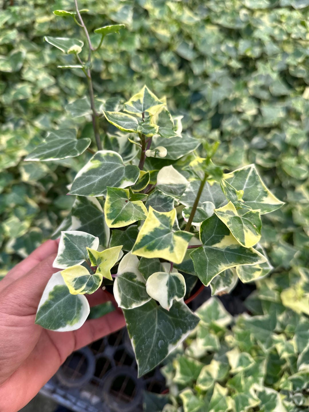 Senecio Macroglossus - Variegated Wax Ivy 4” - Etsy