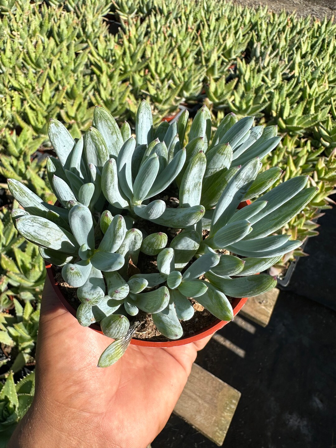 Mini Blue Chalksticks Senecio Serpens - Etsy