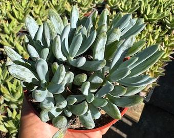 3X Senecio Serpens Dwarf Mini Baby Blue Chalk Sticks Curio 3" Succulent ...