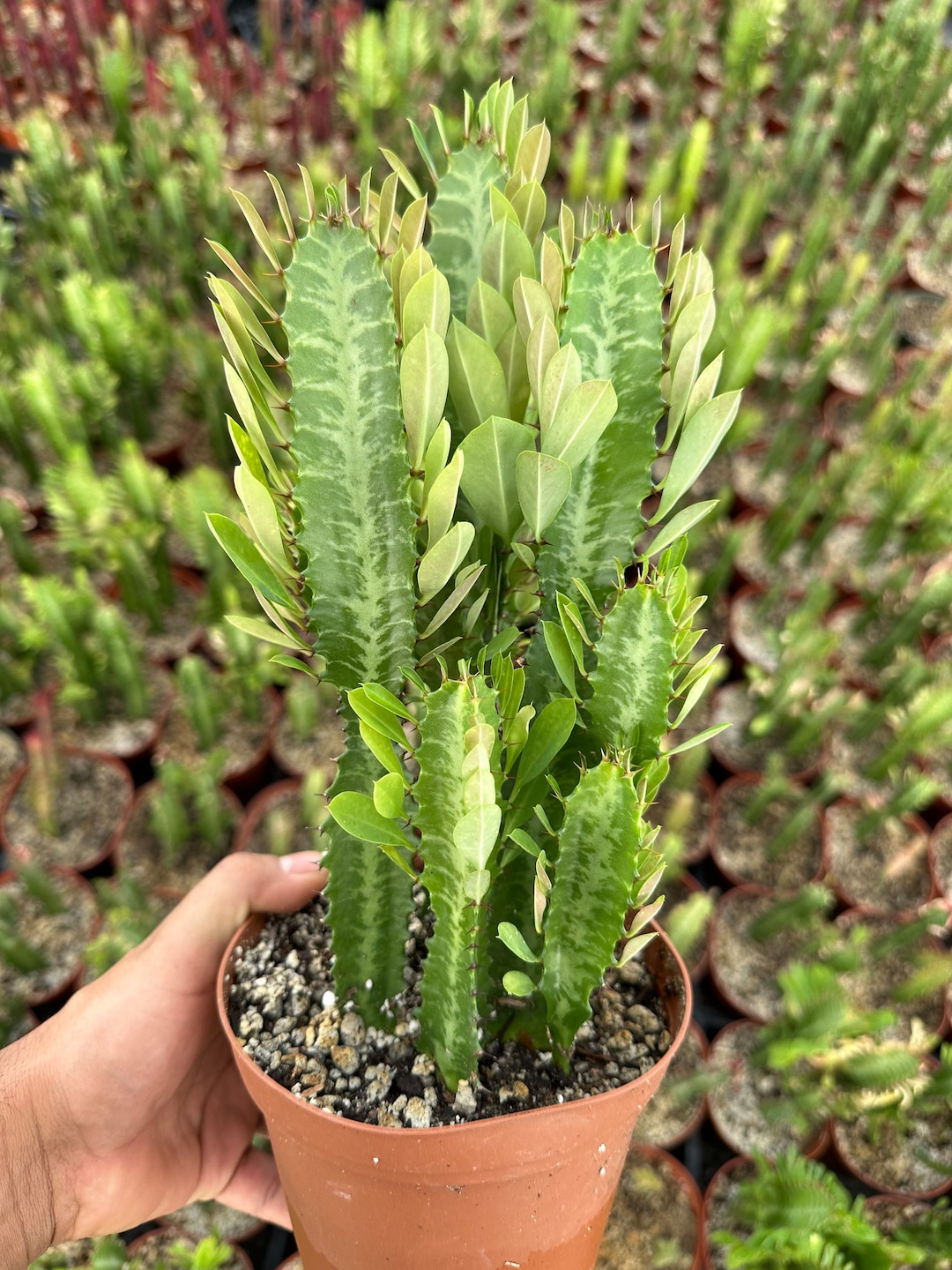 Euphorbia Trigona, African Milk Tree - Etsy