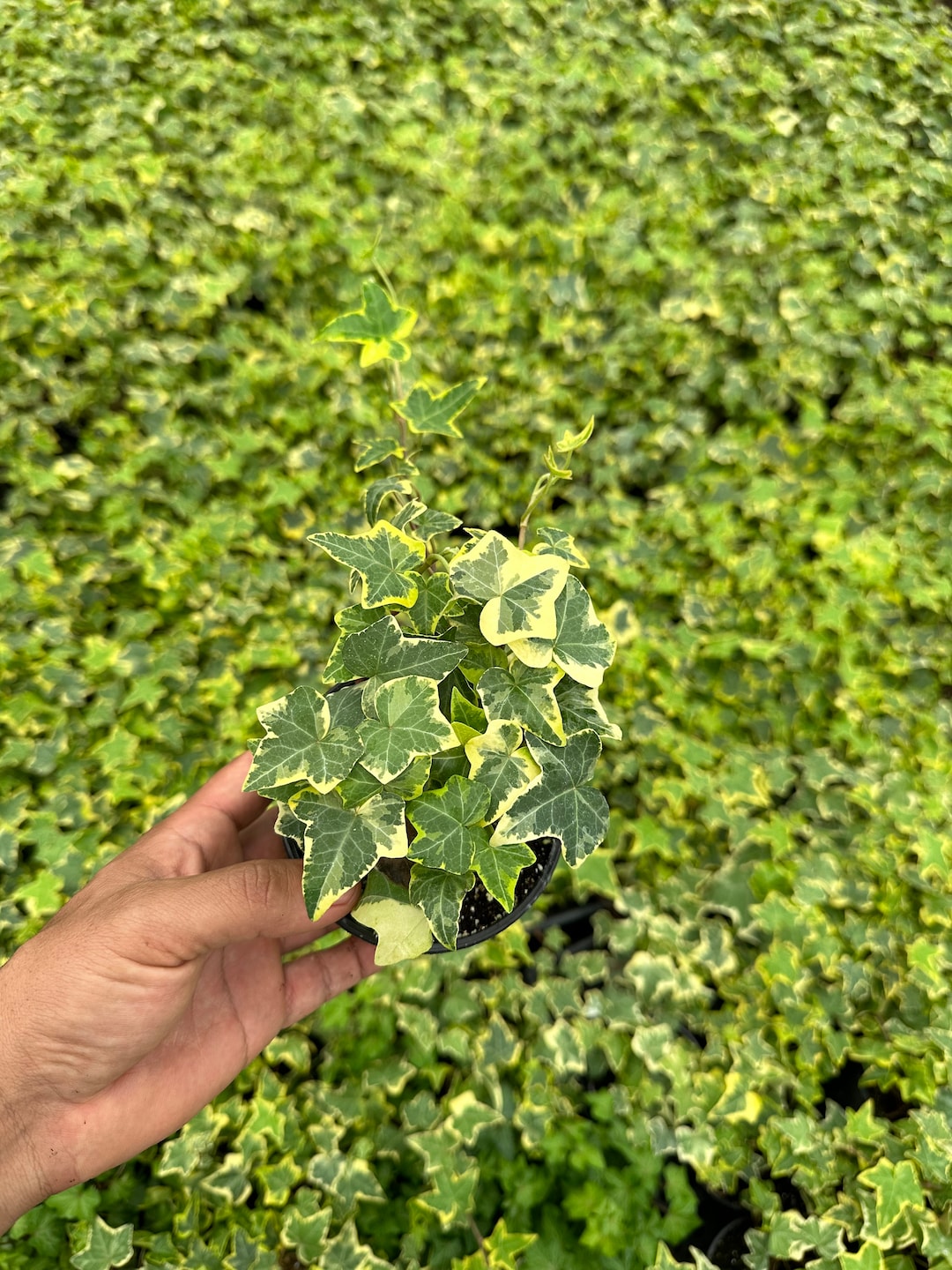 Golden English Ivy - Hedera Helix - Etsy