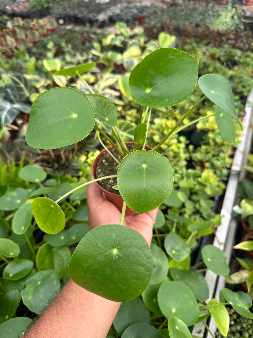 Chinese Money Plant, Pilea Peperomioides - Etsy
