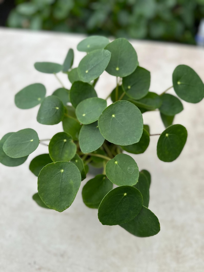 Chinese Money Plant, Pilea Peperomioides 6” - Etsy