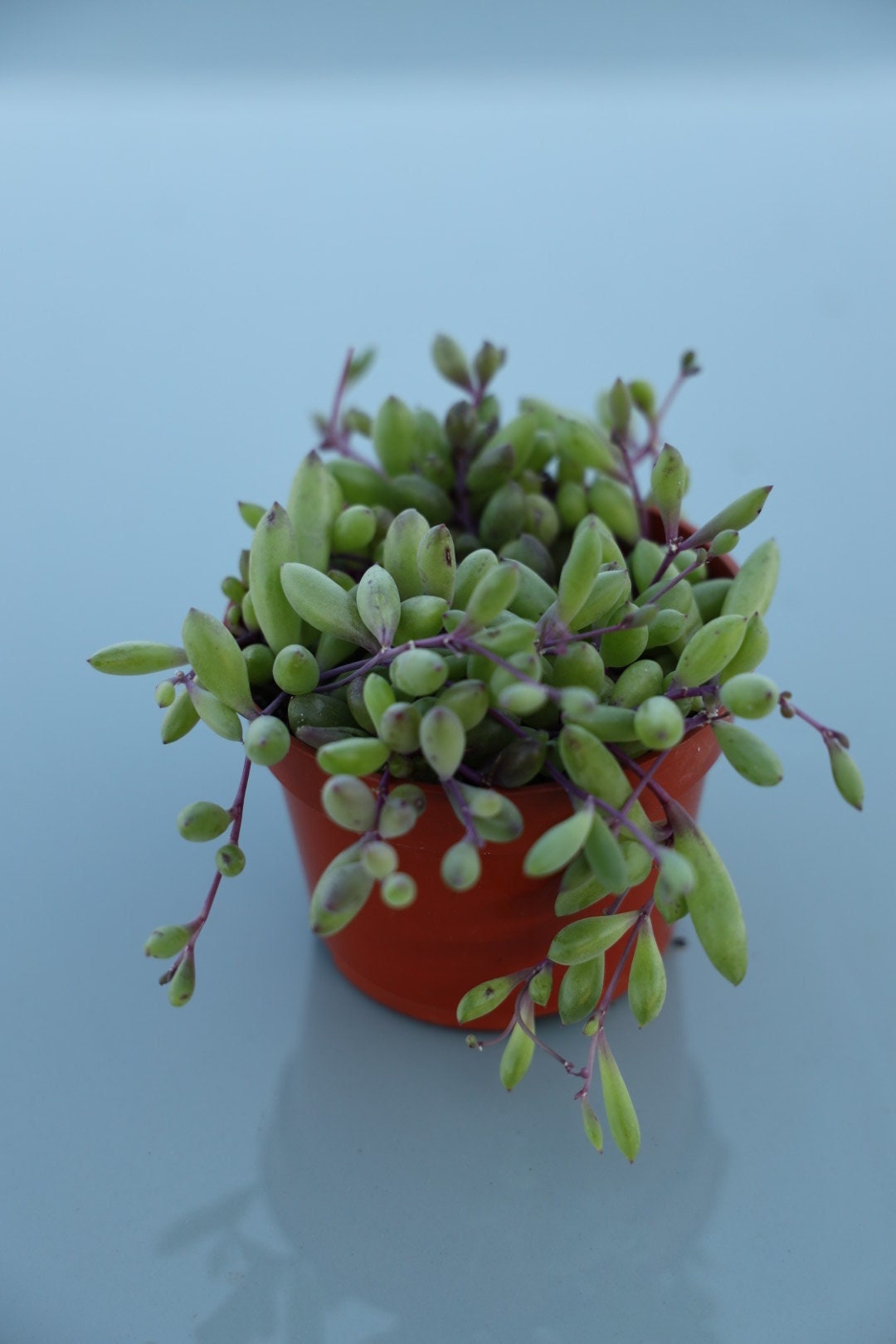 Strings of Rubies, Trailing Plant, (othonna Capensis) - Etsy