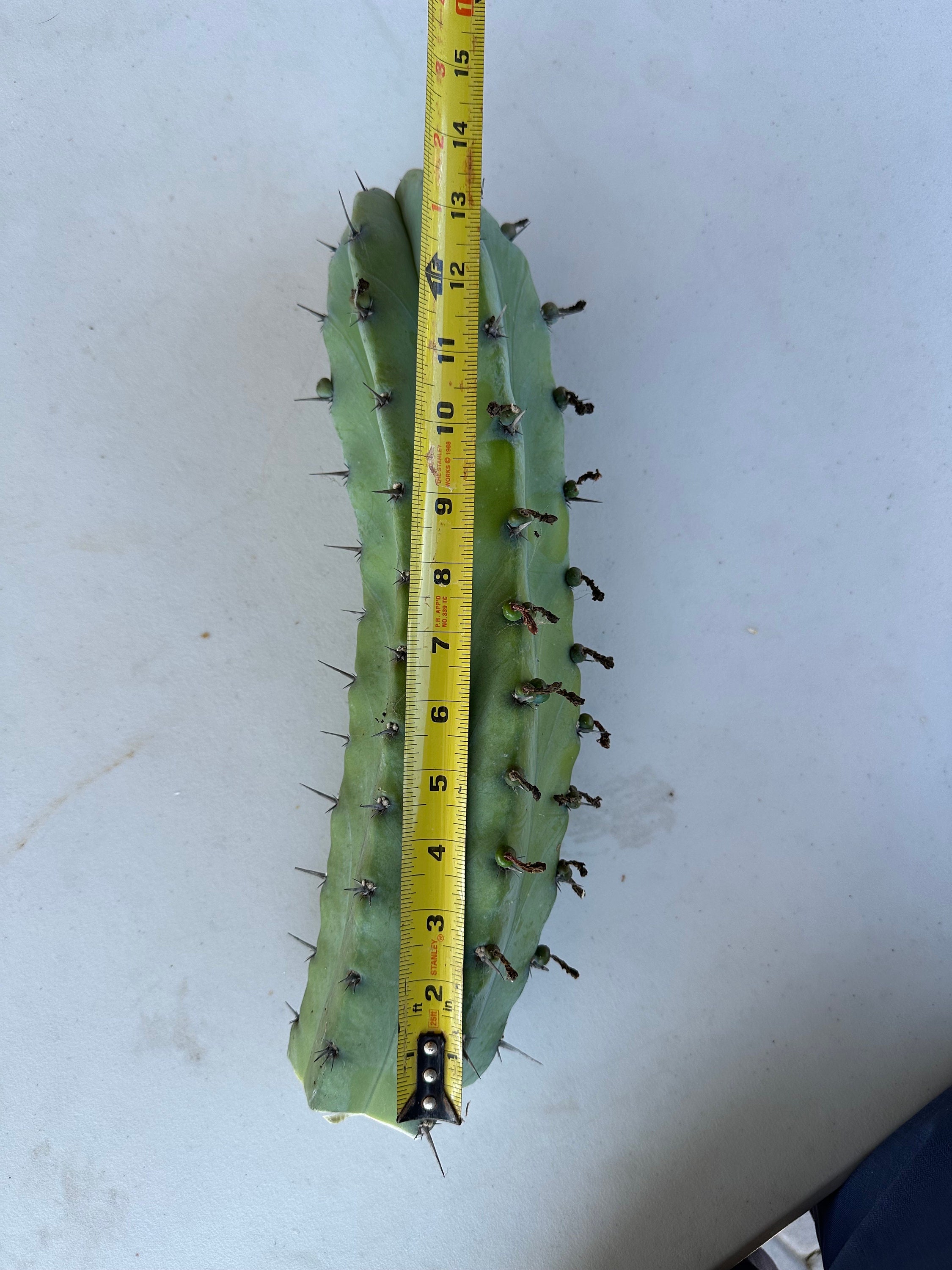 Blue Myrtle Cactus (CUTTING, Unrooted)myrtillocactus Geometrizans - Etsy