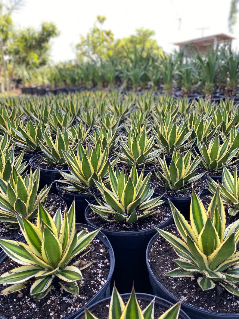 Agave Lophantha Quadricolor, Quadricolor Century Plant - Etsy