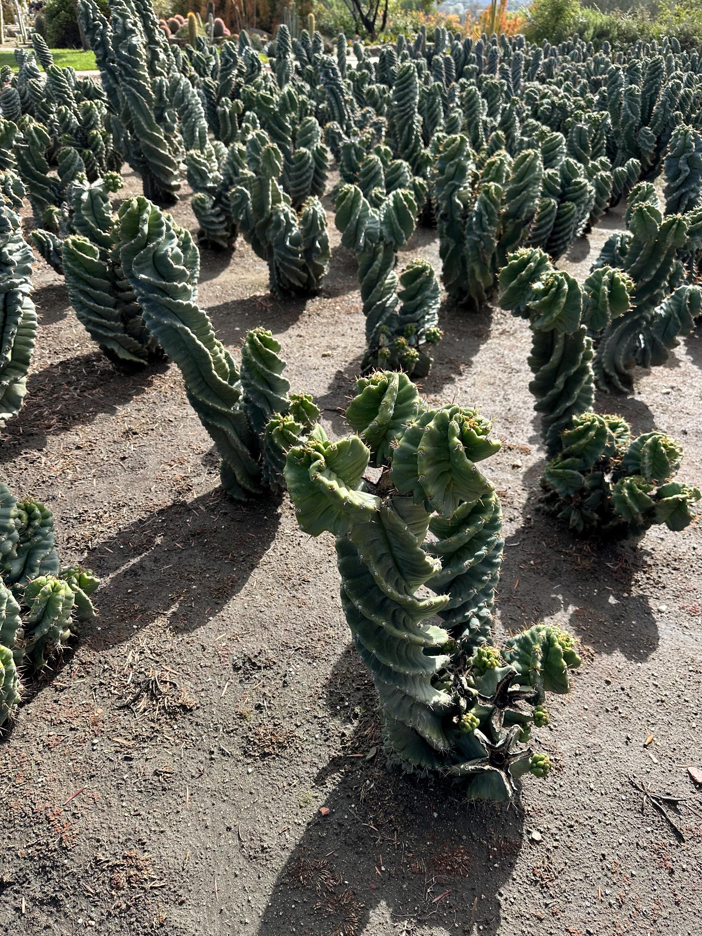 Spiral Cactus, Cereus Forbesii Spiralis, Rare Cactus, 1 Gallon - Etsy