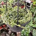 String of Turtles Peperomia Prostrata, Live Plant - Etsy