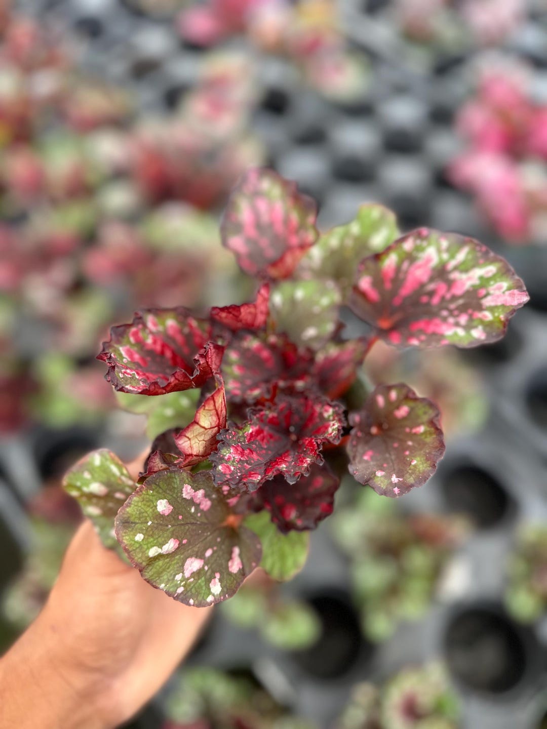 Rex Begonia, "mini Tucson Bonfire”, Rare Begonia 4” - Etsy