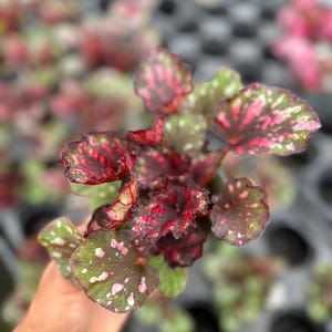 Rex Begonia, "mini Tucson Bonfire”, Rare Begonia 4” - Etsy