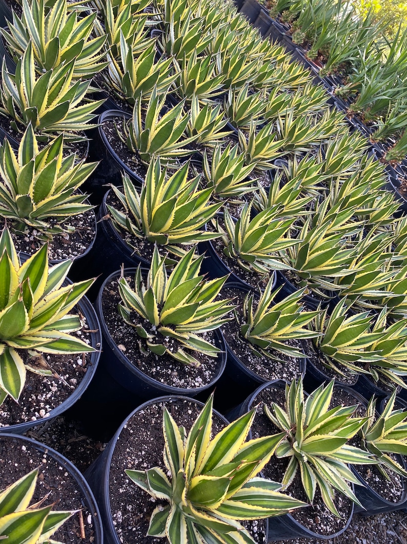 Agave Lophantha Quadricolor, Quadricolor Century Plant - Etsy