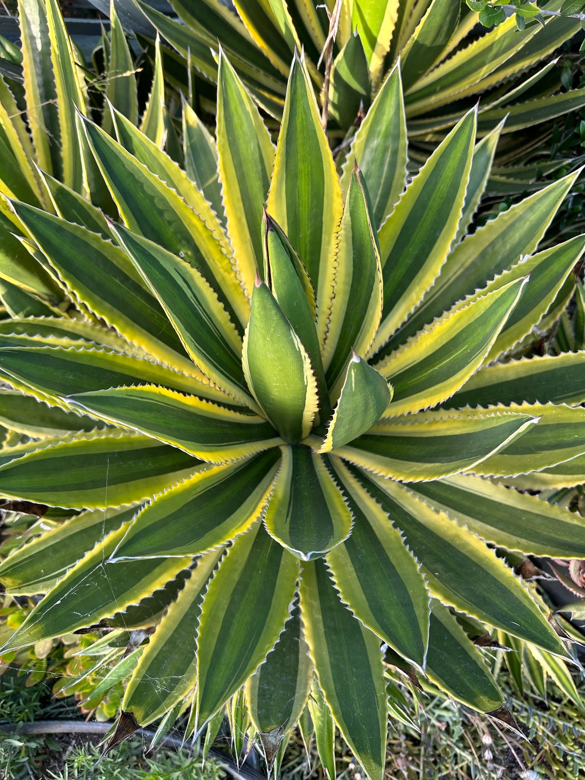 Agave Lophantha Quadricolor, Quadricolor Century Plant - Etsy