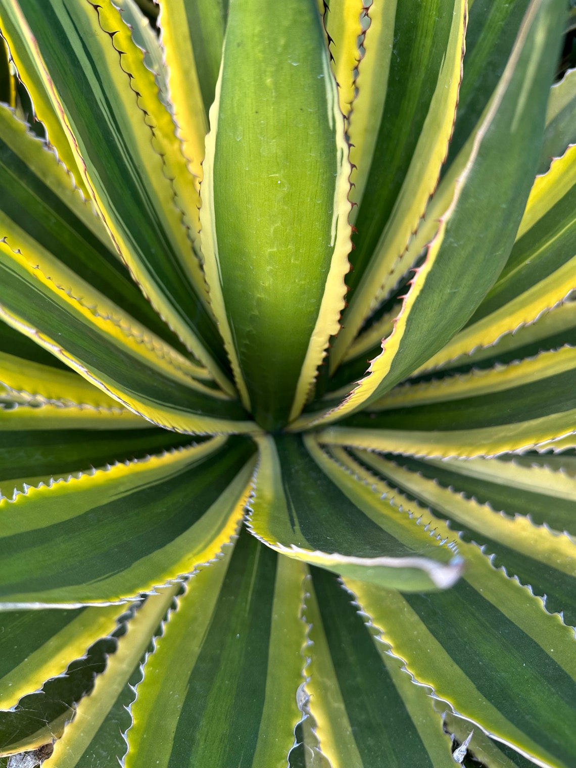 Agave Lophantha Quadricolor, Quadricolor Century Plant - Etsy