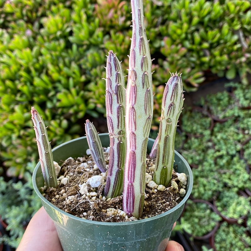 House Plants Pickle Plant - Etsy