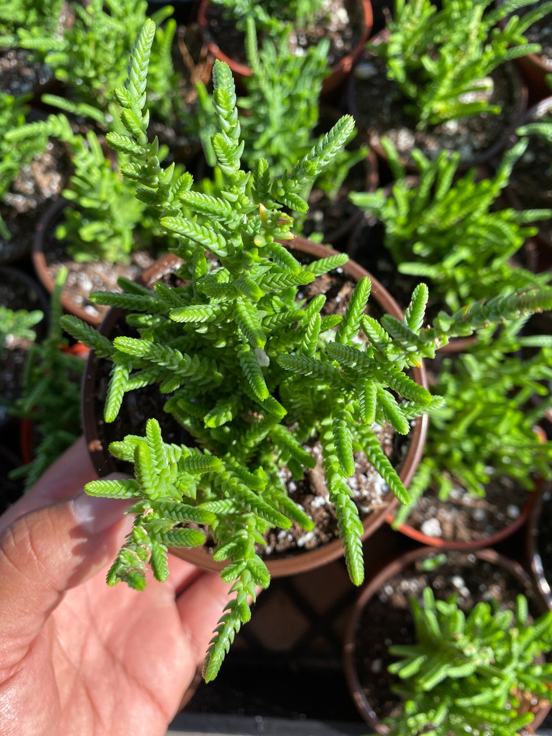Crassula Muscosa (watch Chain) - Etsy
