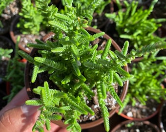 Crassula Muscosa Watch Chain Succulents Plants - 2 Inch Pot - Etsy