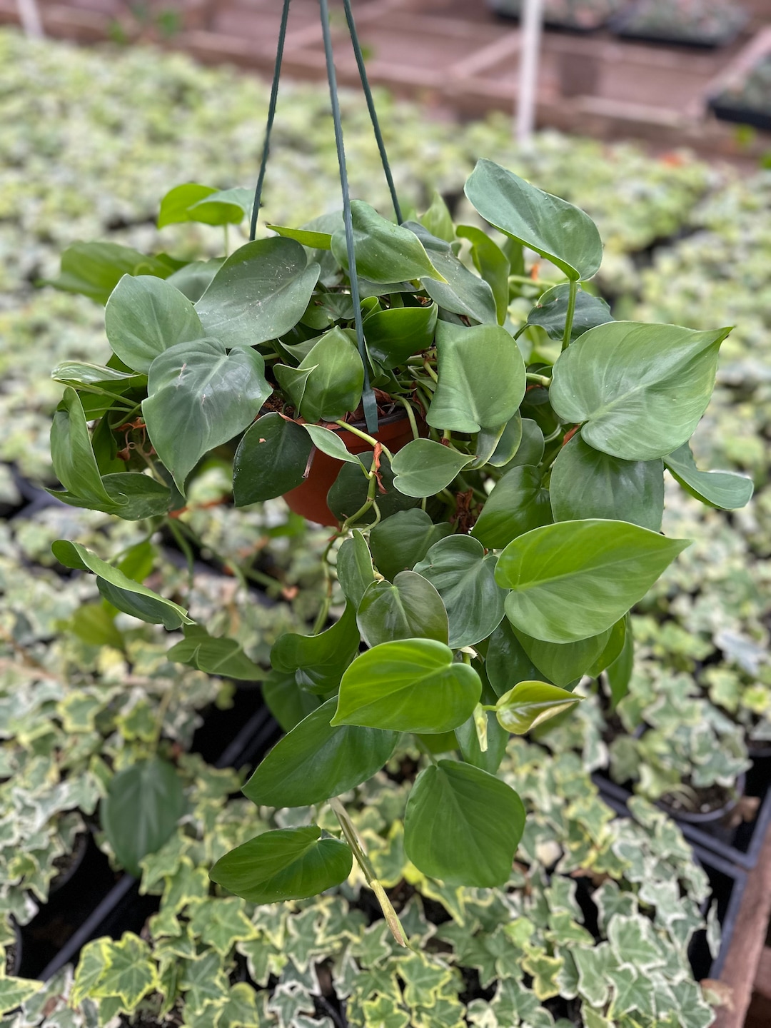 Heart Leaf Philodendron,philodendron Hederaceum, Hanging Plant - Etsy