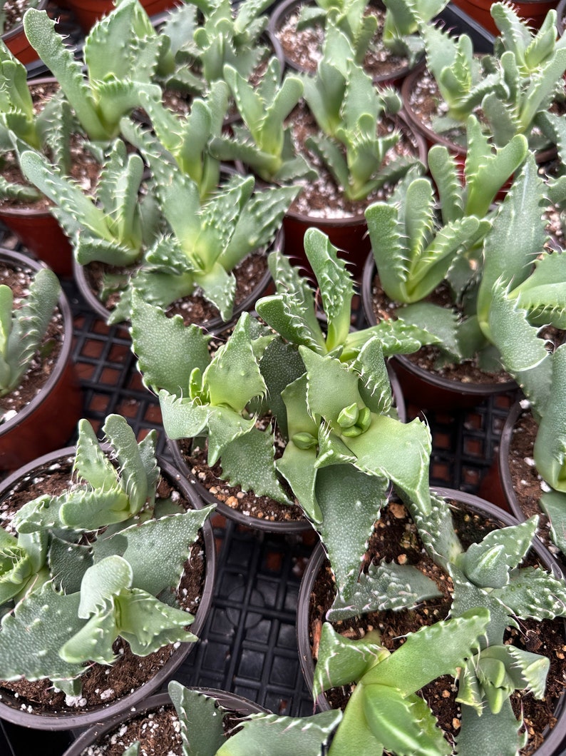 Tiger Jaws Succulent - Etsy
