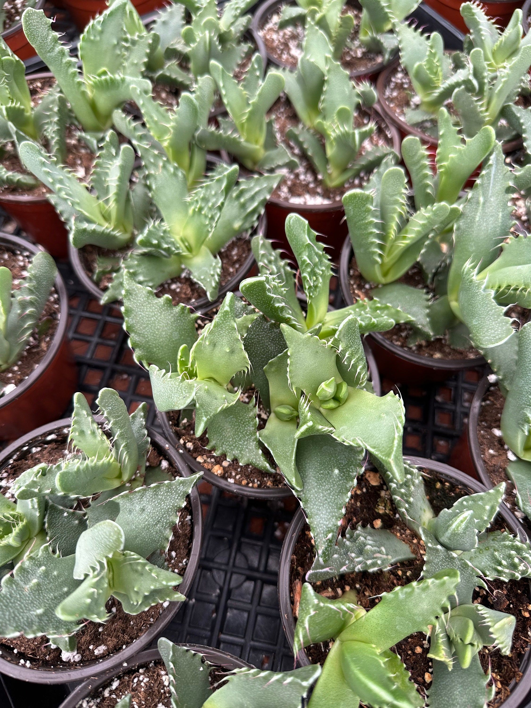 Tiger Jaws Succulent - Etsy
