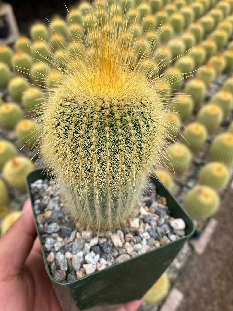 Notocactus Leninghausii Golden Ball Cactus 3.5 - Etsy