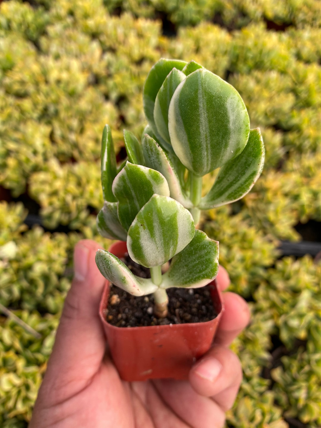 Tricolor Jade, Variegated Jade Tree, Crassula Ovata - Etsy
