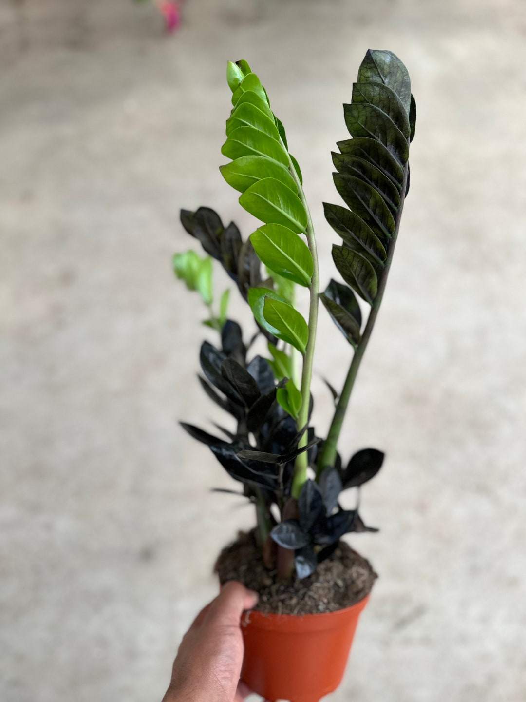 Rare Black Raven ZZ Plant 6” - Etsy