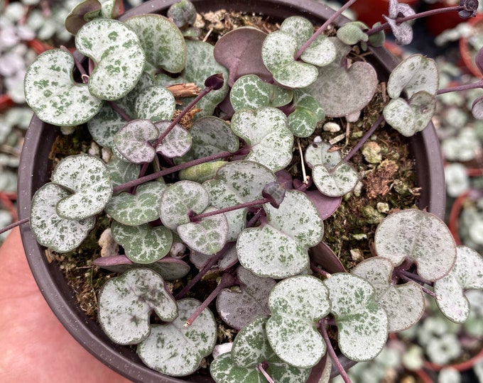 Ceropegia Woodii 'silver Glory' String of Hearts - Etsy