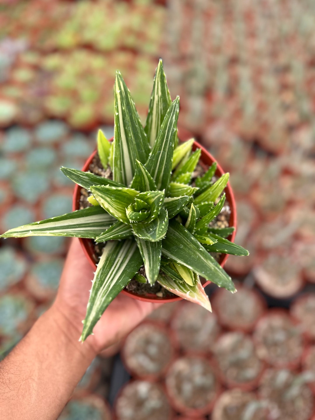 Golden Toothed Aloe - Aloe Nobilis Variegata - Etsy