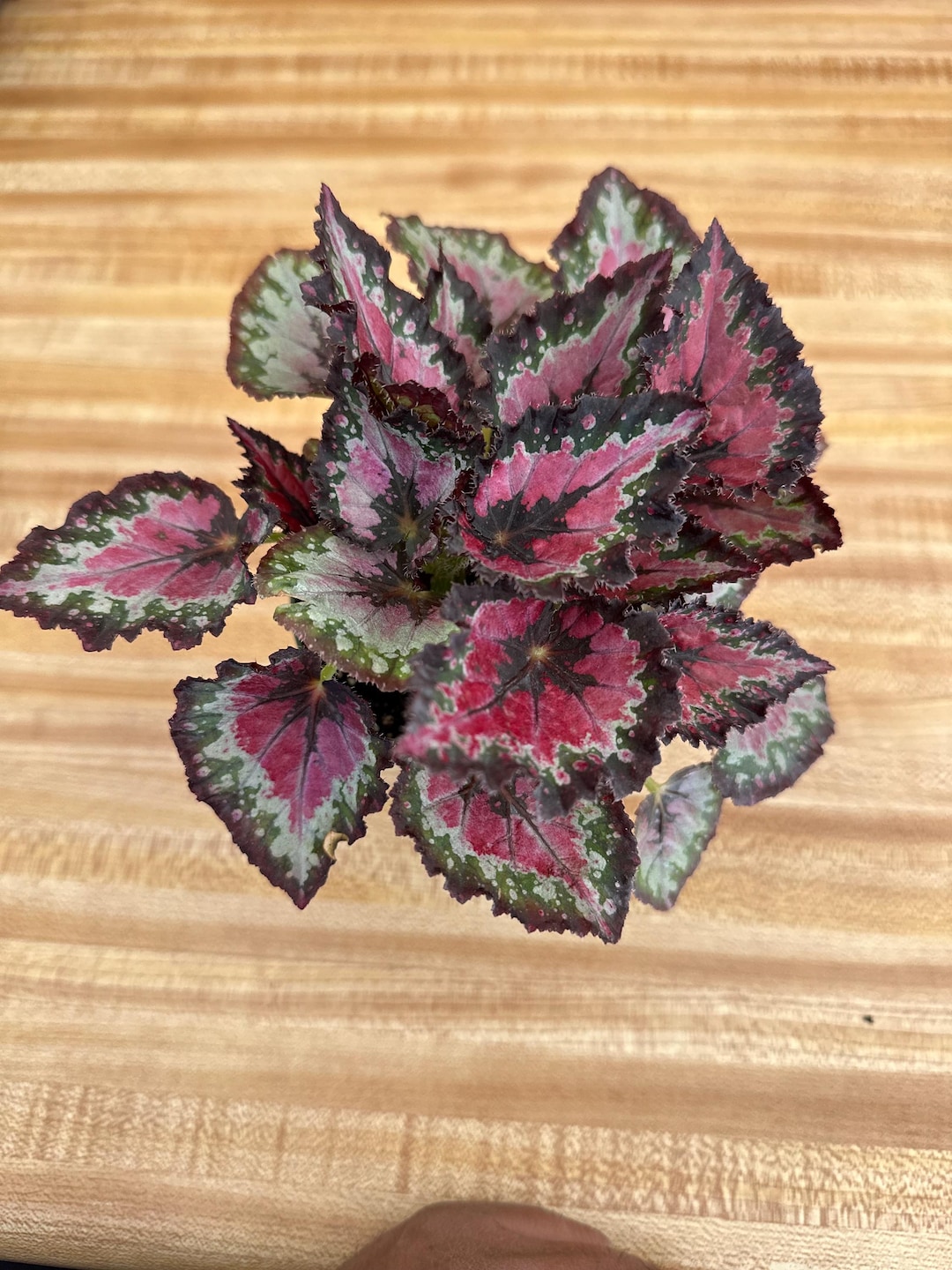 Rex Begonia Mini Marry 4” - Etsy