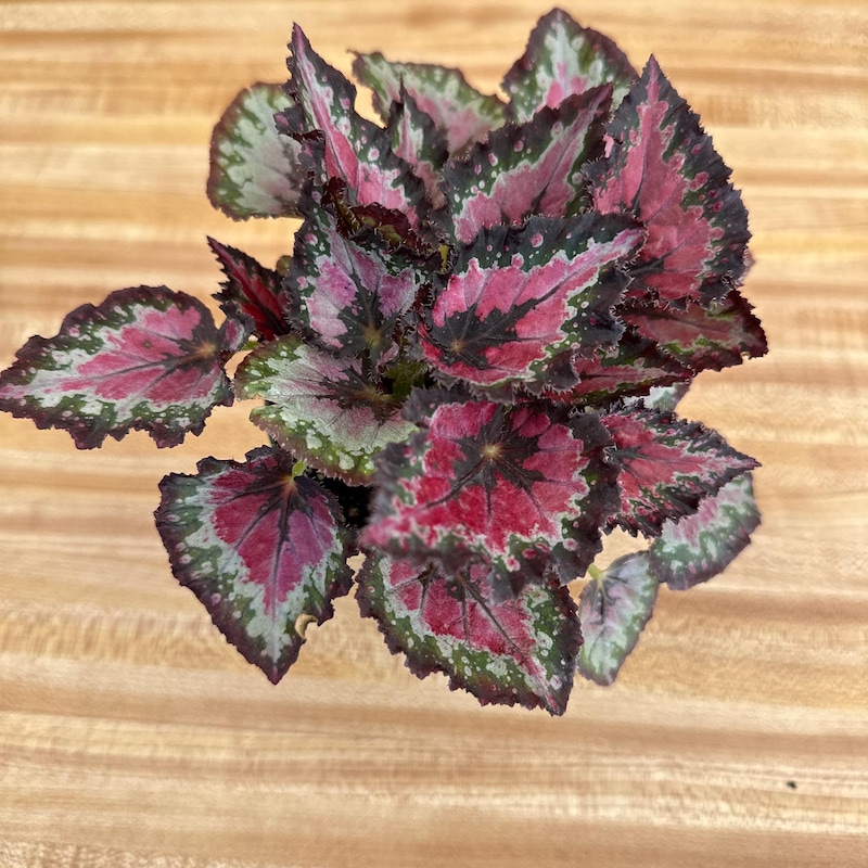 Rex Begonia - Etsy