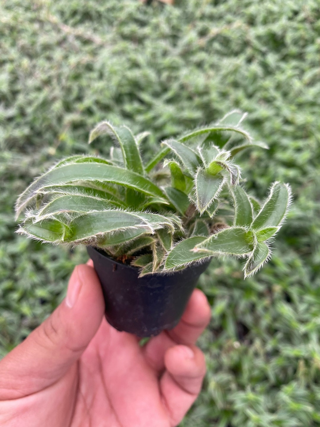 Cyanotis Somaliensis Kitten Ears Etsy