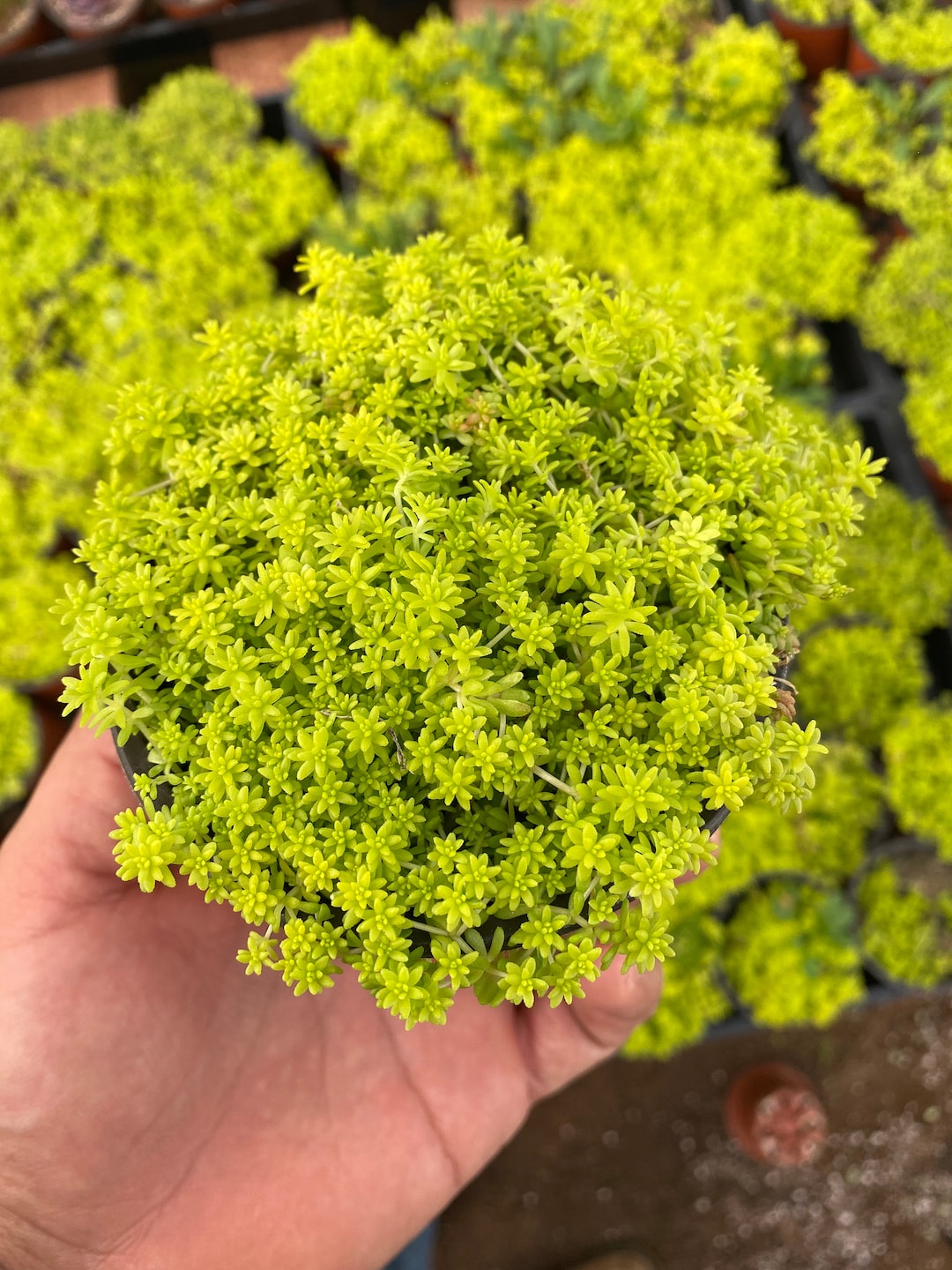 Sedum Tokyo - Etsy