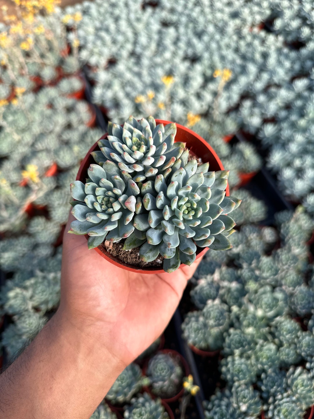 Blue Elf Echeveria - Etsy