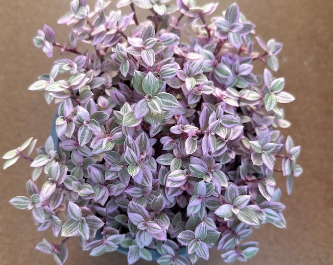 10 Cuttings Dwarf Miniature Tradescantia Wandering Jew Minima Callisia ...