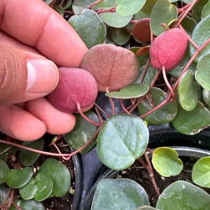 Peperomia Ruby Cascade - Etsy