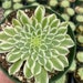 Aeonium Emerald Ice 4" - Etsy