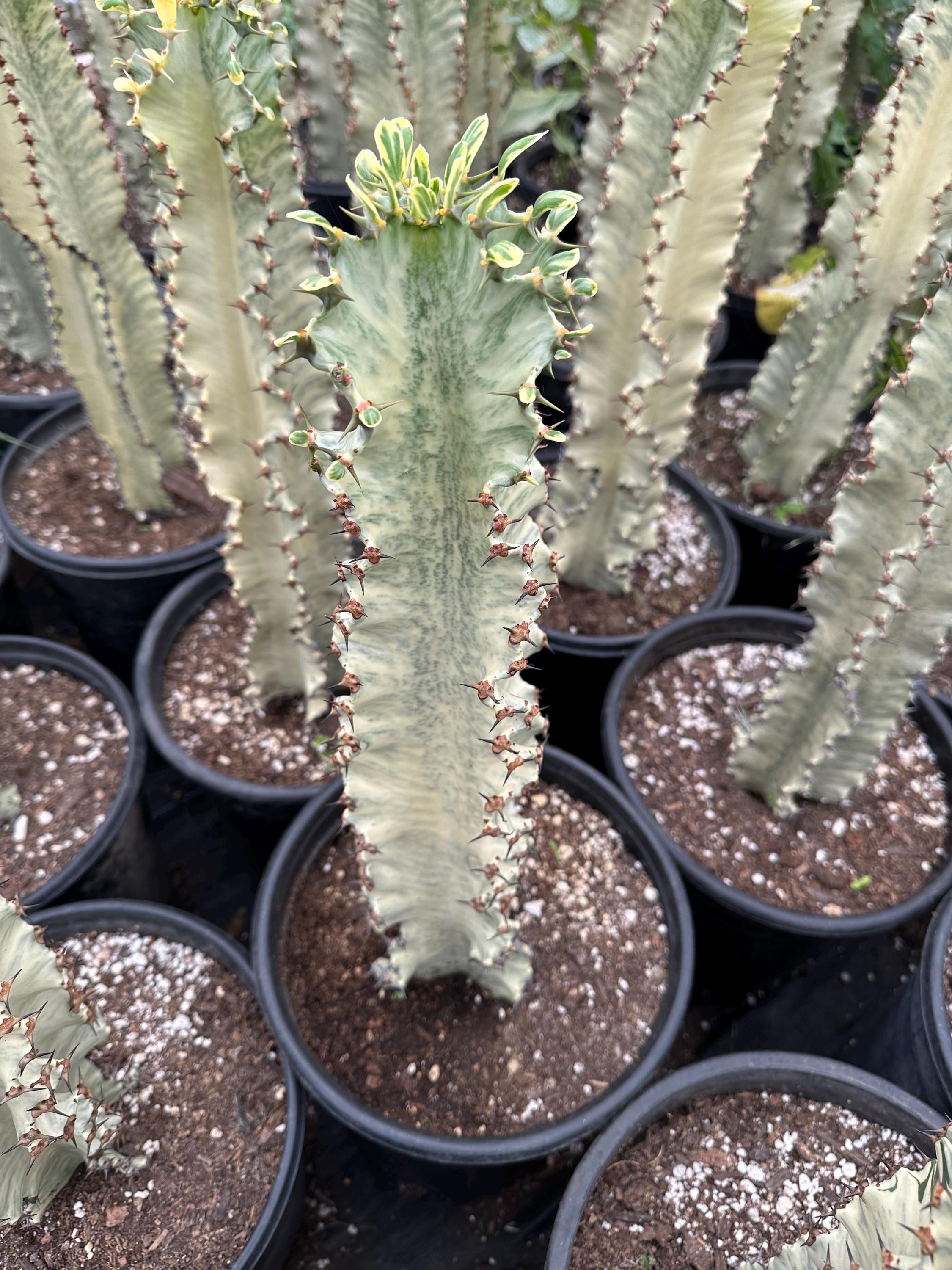 Variegated African Candelabra - Euphorbia Ammak Variegata - Etsy