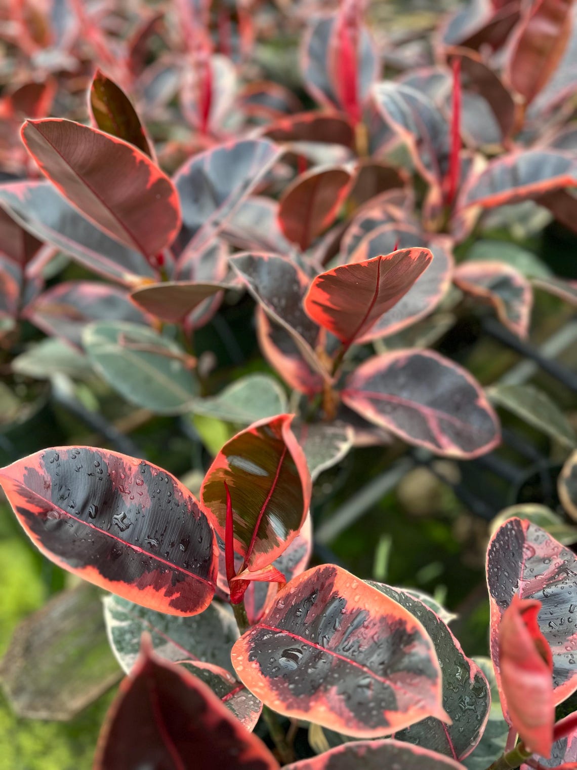 Ficus Elastica ‘ruby’ | Variegated Rubber Plant | Live Houseplant (8 ...