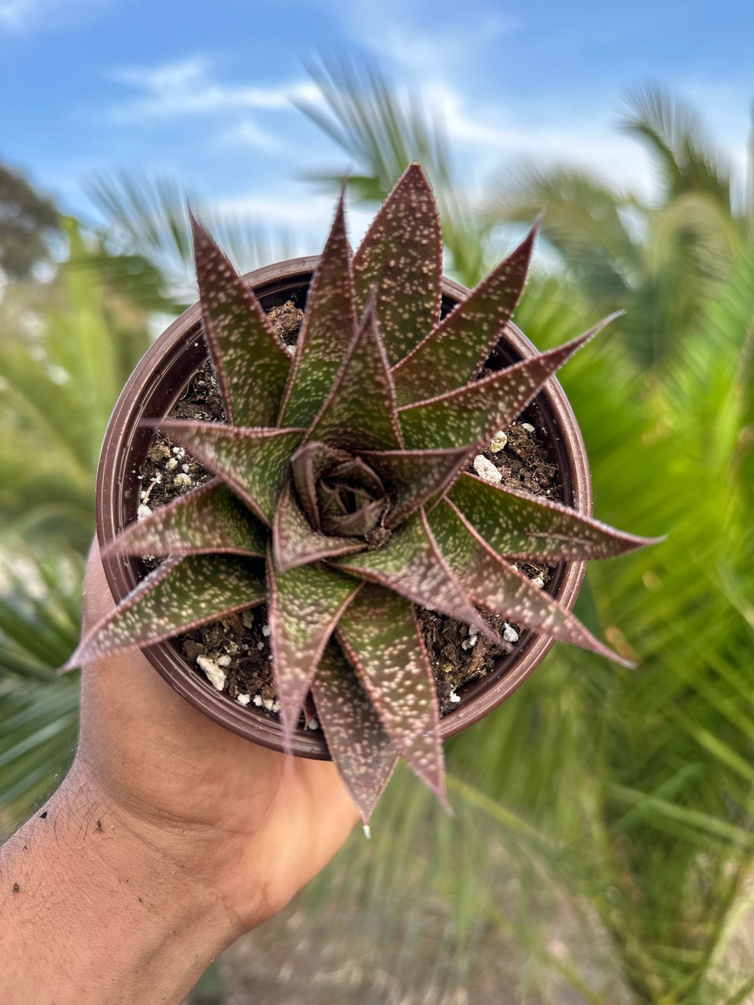 Gasteria Flow Spiky Aloe 4” - Etsy