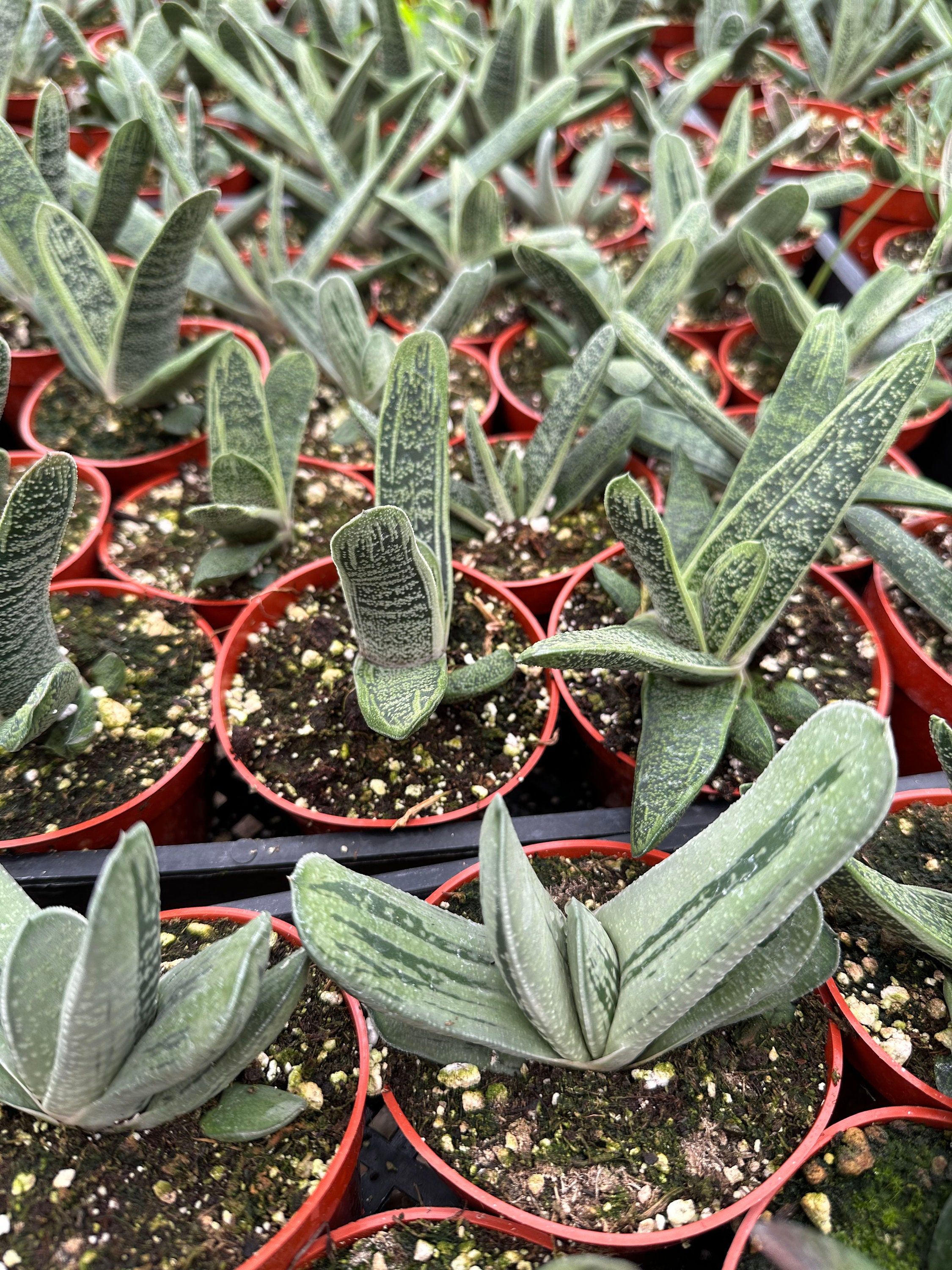 Gasteria Spotted Ox Tongue Rare Succulent Live Plant 4” - Etsy