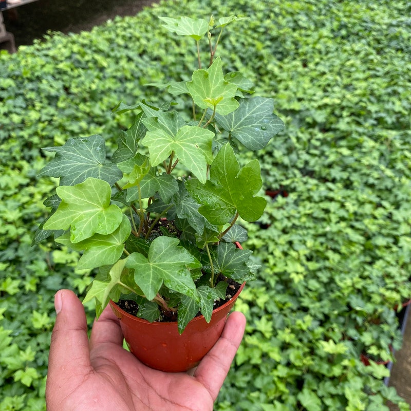 English Ivy - Etsy