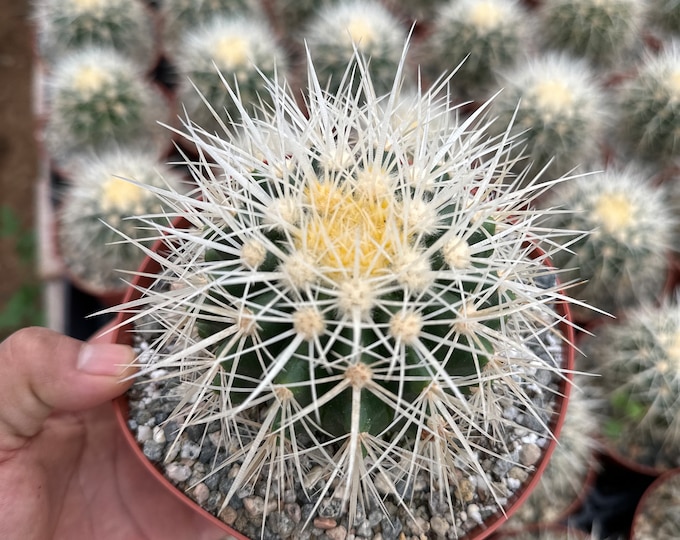 Echinocactus Grusonii V. Albispinus Aka White Spined Barrel Live Cactus ...