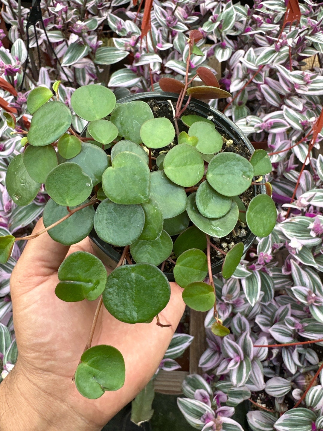Peperomia Ruby Cascade - Etsy