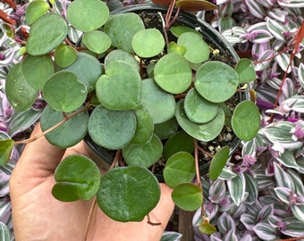Peperomia Ruby Cascade, Trailing Peperomia, Trailing Plant, Hanging ...