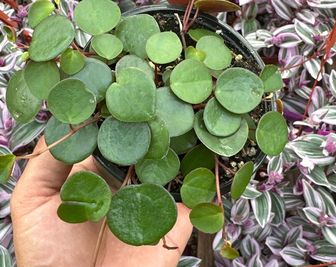 Peperomia Ruby Cascade - Etsy