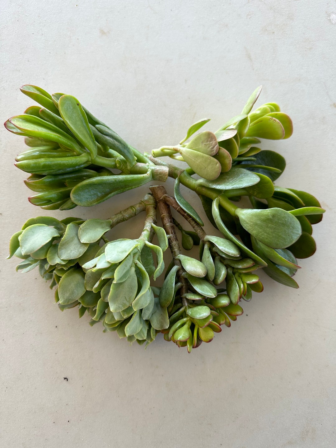 Jade Combo Cuttings - Etsy